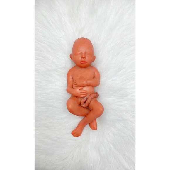 Toys | 19 Week Gestation Fetus Stage Of Fetal Development Memorialhonor ...